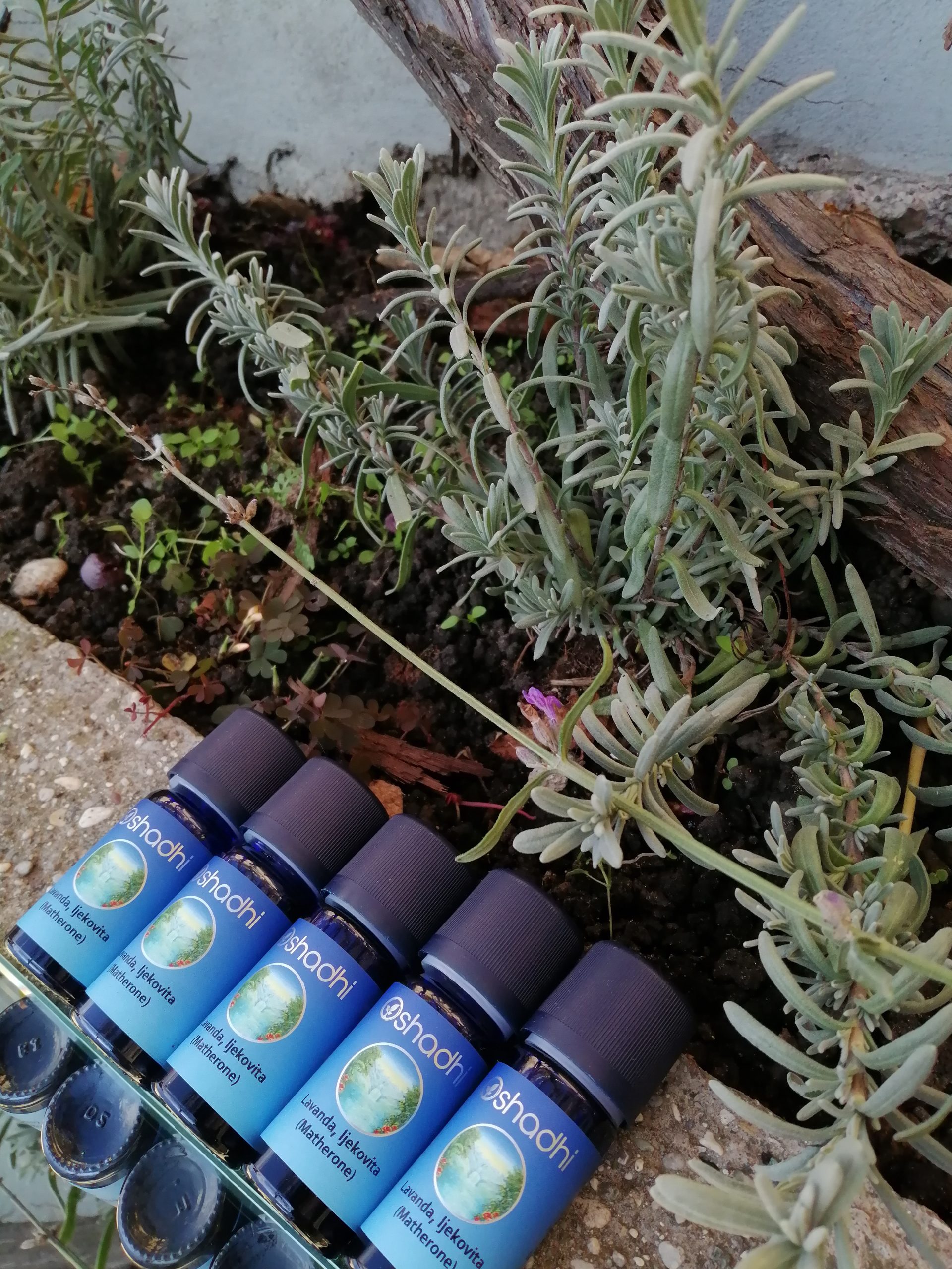 Lavanda prava ljekovita Matherone (Lavandula angustifolia) 10ml