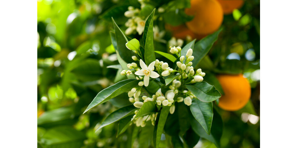 Petit grain gorke naranče Citrus aurantium ssp. amara - Aromarica